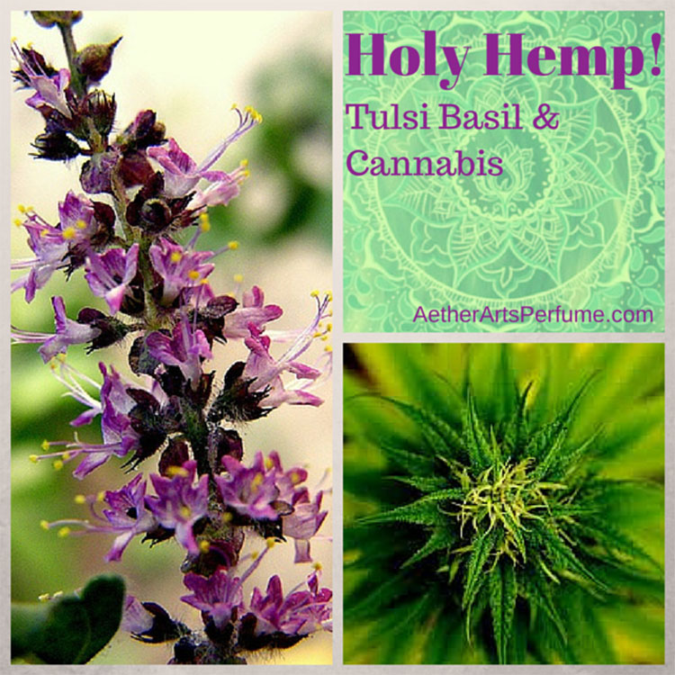 以太艺术 Aether Arts Perfume Holy Hemp|香水评论|香调|价格|味道|香评|评价|-香水时代NoseTime.com